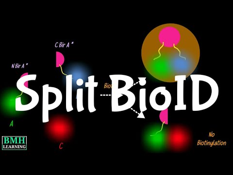 Split BioID | Proximity Dependent Biotinylation | Proximity Labelling ...