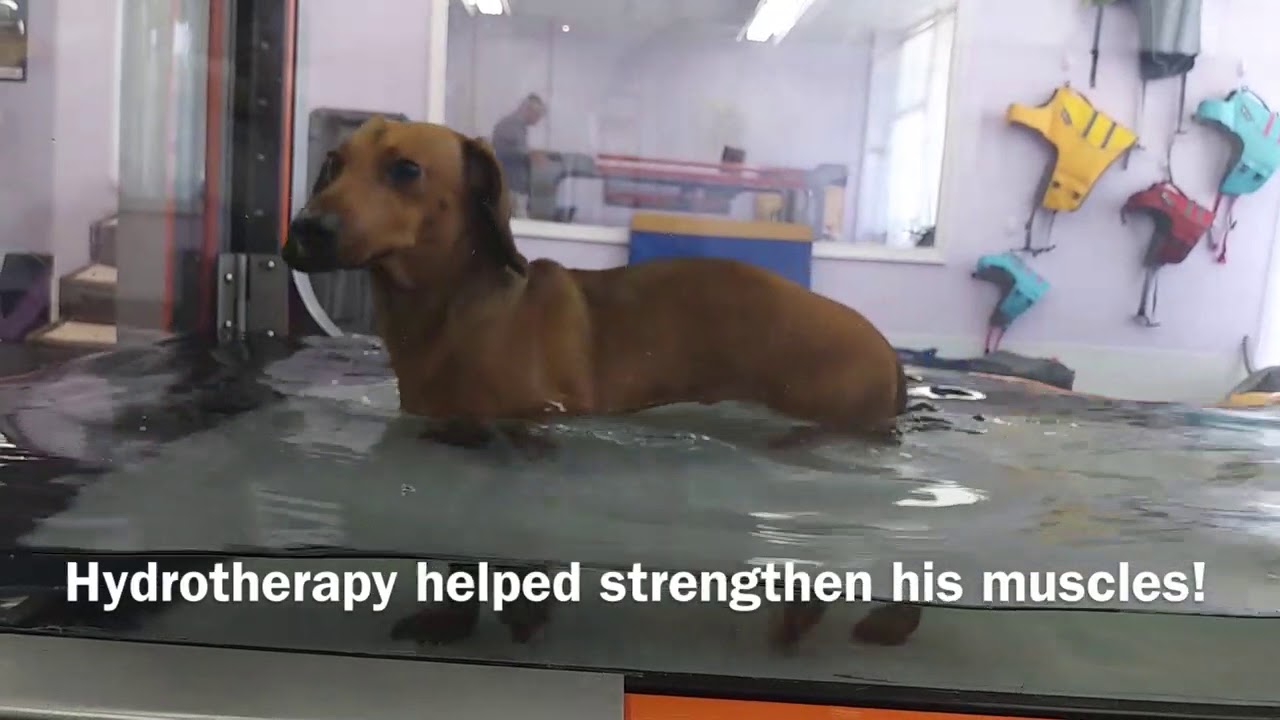 IVDD Dogs Treatment Chicago Intervertebral Disc Disease, 58% OFF