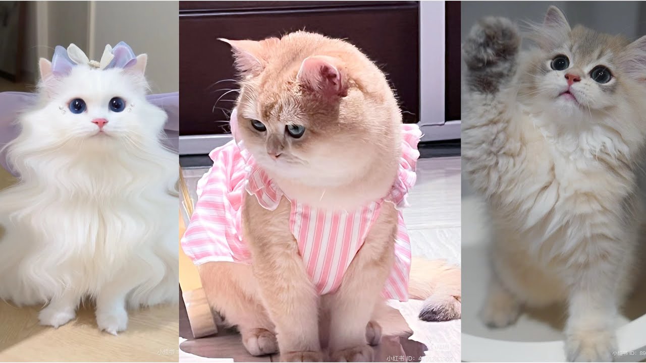 "Adorable Kittens Doing the Cutest Things! 😻🐾" - YouTube