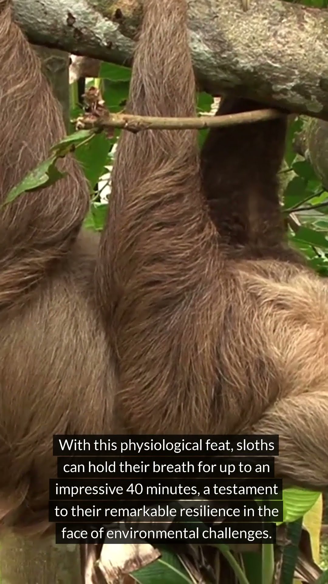 Sloths can hold their breath - YouTube