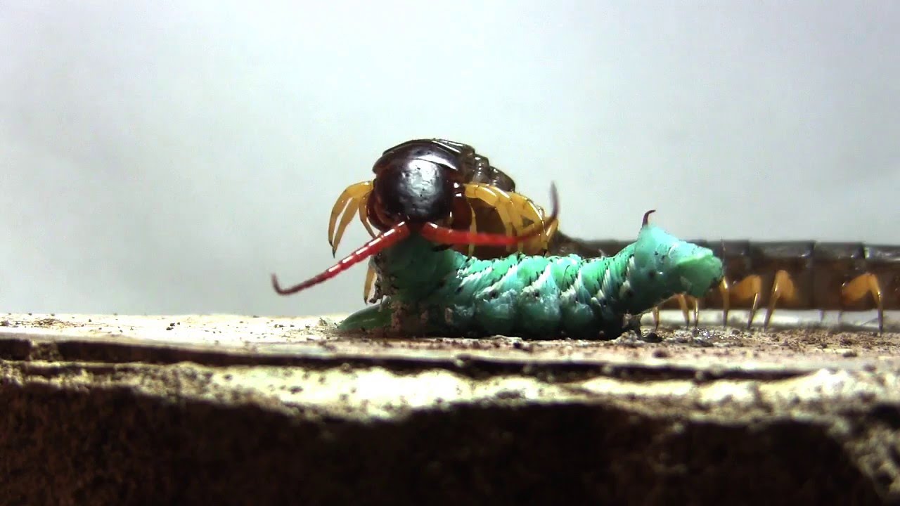 Centipede Devours Caterpillar Alive! - YouTube