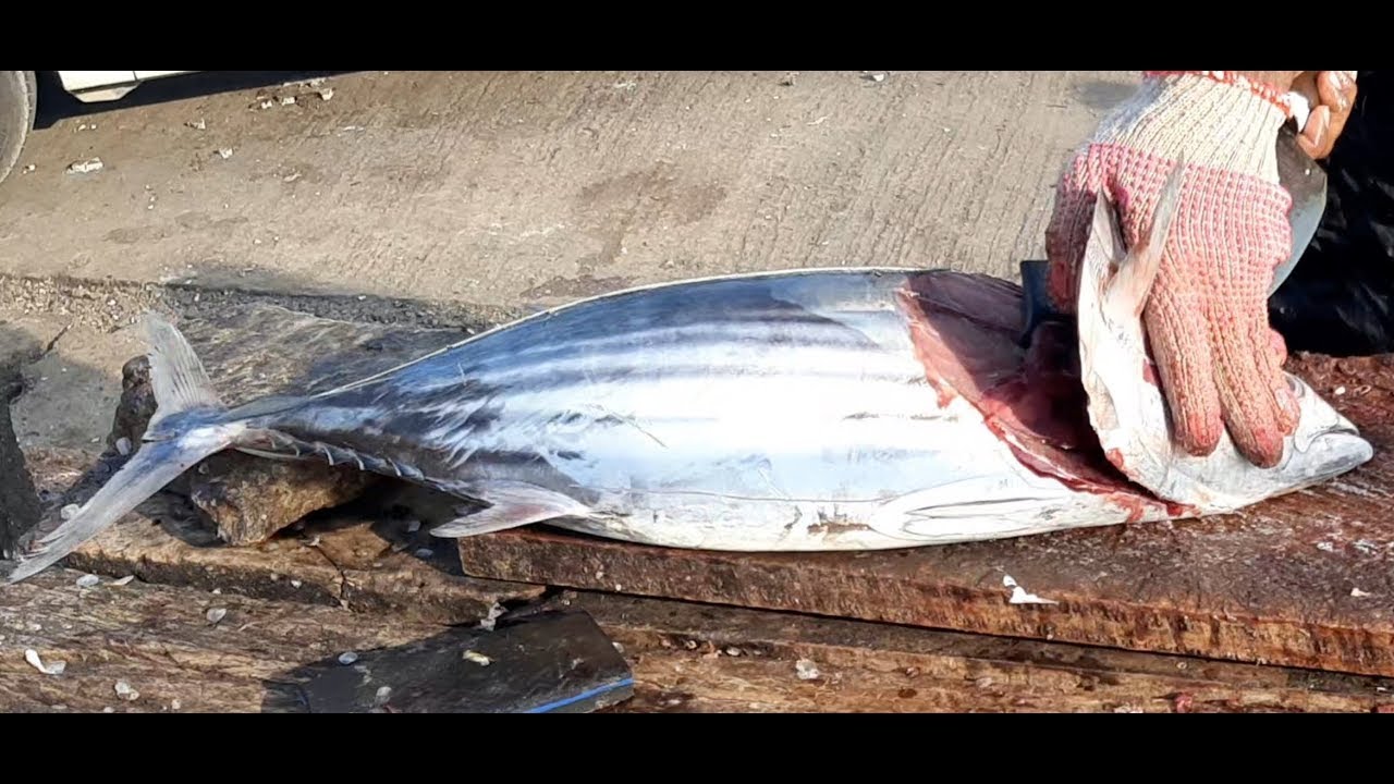 SKIPJACK TUNA FISH CUTTING - YouTube