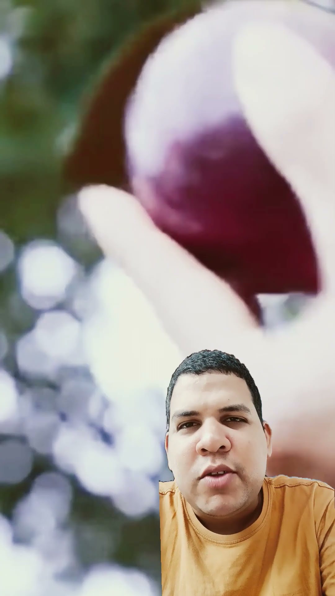 abil roxo uma delícia mas.conhecida.como caimito #fruit #satisfying # ...