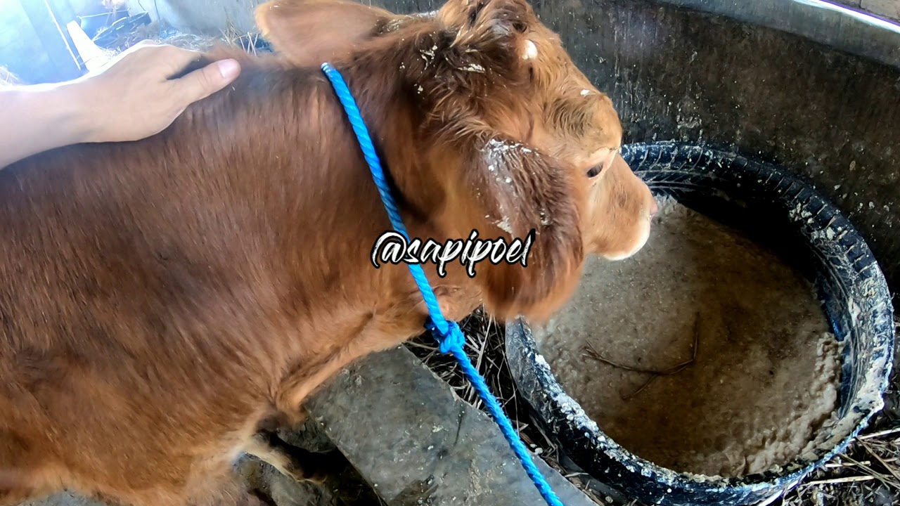 Cara Gedein Sapi Pedet - YouTube
