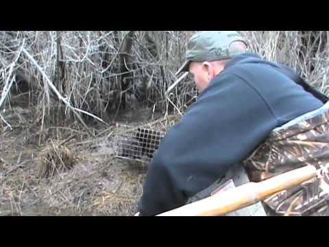 Cage Trapping Mink - YouTube