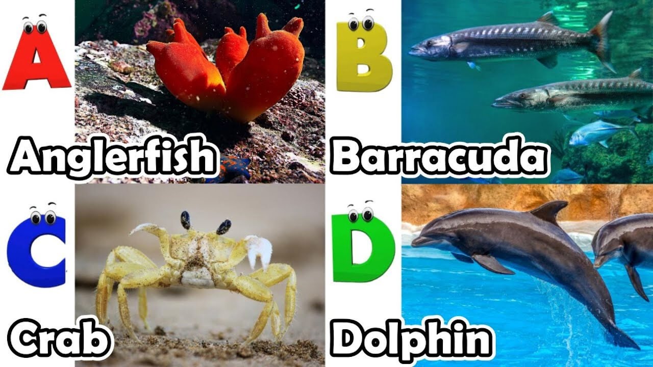 ABC Under the Sea Song | Sea Animals song | Learn English, Alphabets ...