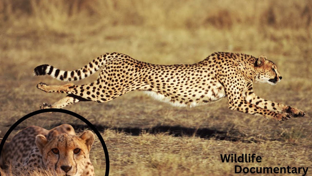 Cheetah: The Speed god | Wildlife Documentary - YouTube