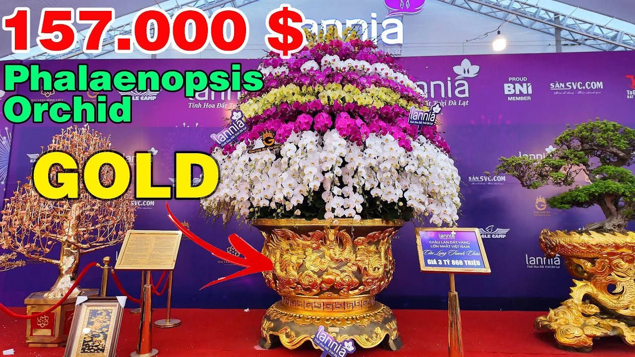 Beautiful Phalaenopsis orchid market for Lunar New Year in Hanoi - YouTube