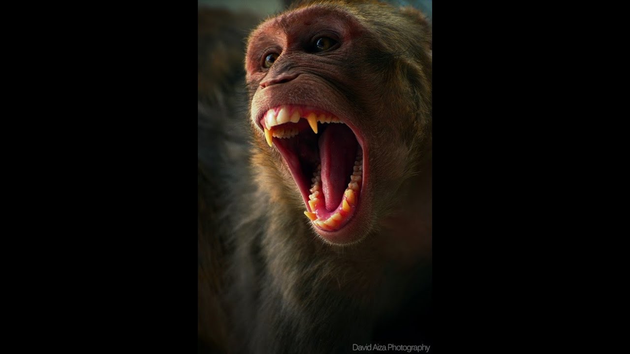 Random Chimp Event: The Trailer - YouTube