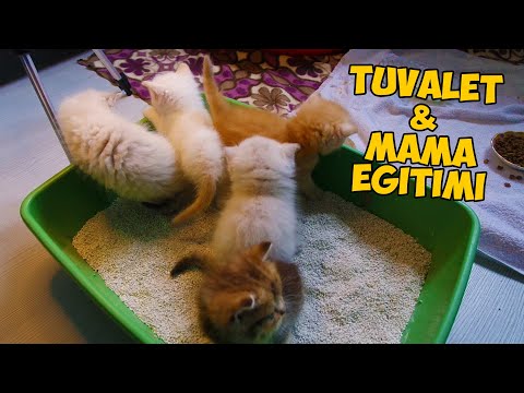 YAVRU KEDİLERE TUVALET VE MAMA EĞİTİMİ NASIL VERİLİR?