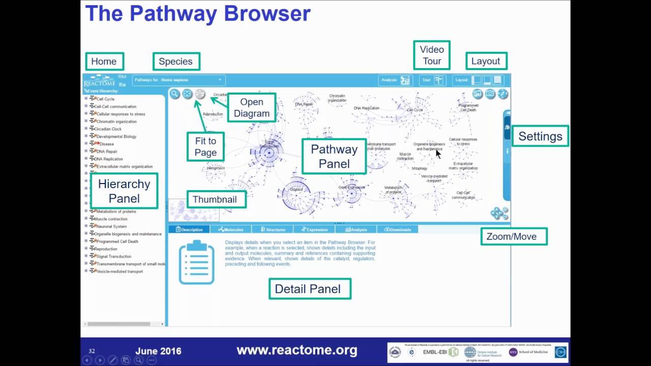 Reactome: Exploring biological pathways (demo) - YouTube