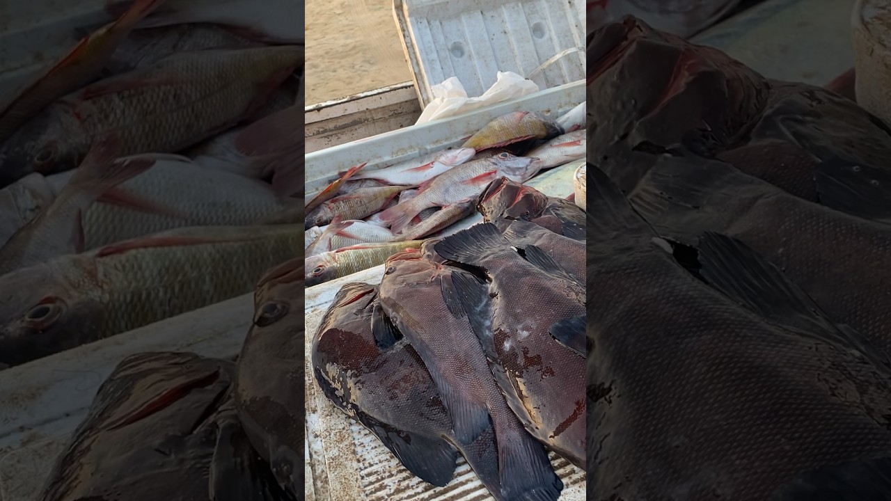 Fishing in Saudi Arabia sea Area of Farasan water waves - YouTube