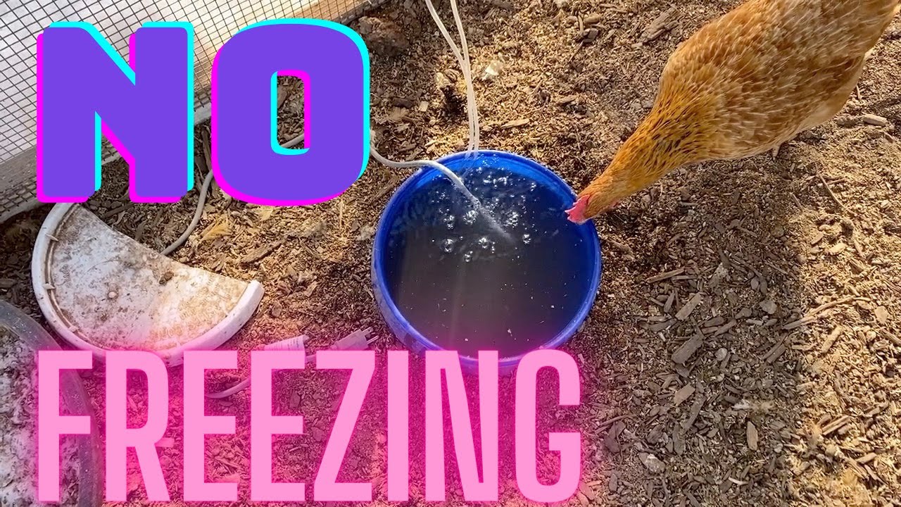Cheap Chicken Waterer for Winter that Resist Freezing Even Off Grid ...