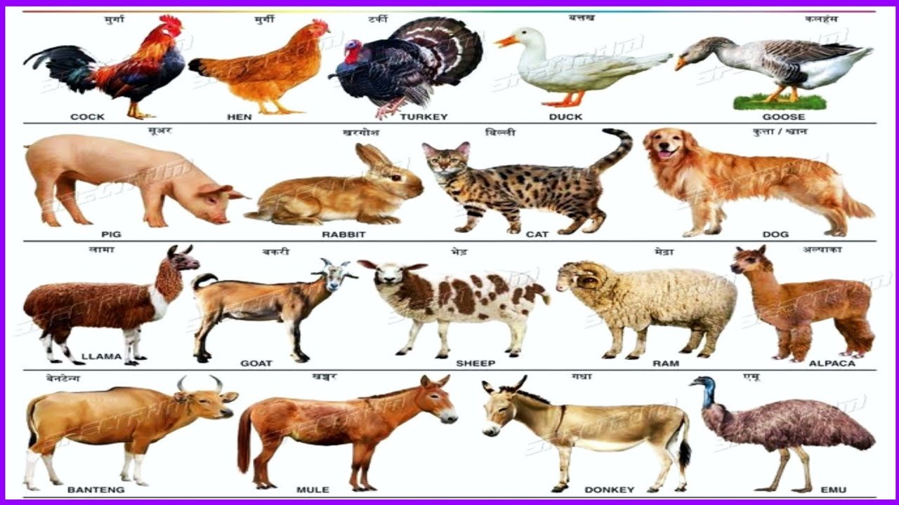 Paltu janwaron ke naam hindi or angrazi me. Pite animals name. - YouTube