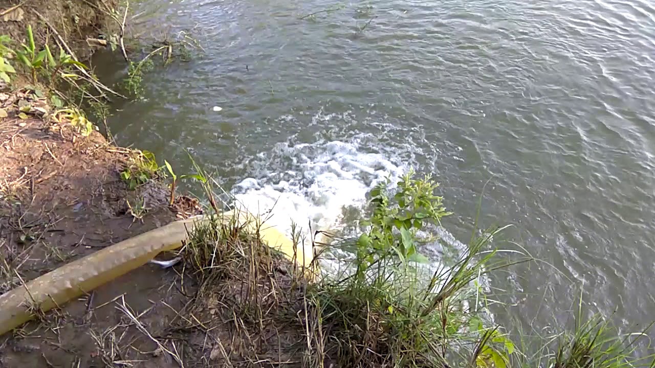 Fishes jumping out of the pond water... Amazing moment - YouTube