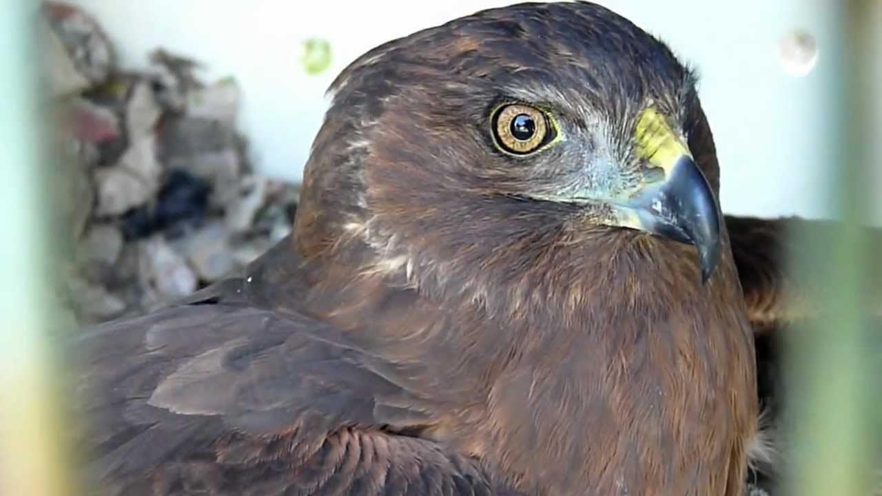 Harrier Hawk Hit By Car...Rescued With A Broken Leg... - YouTube