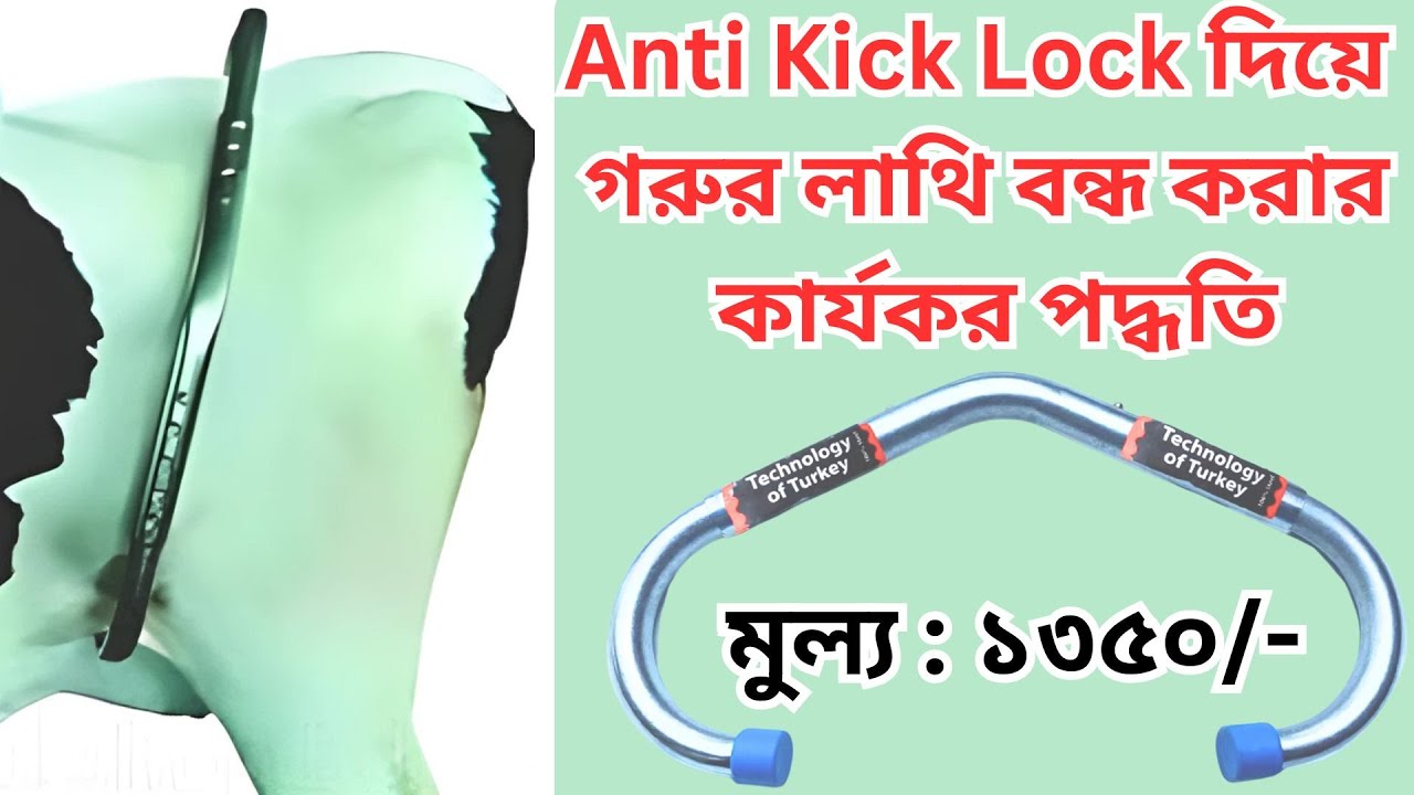 Anti Kick Lock দিয়ে গরুর লাথি বন্ধ করার কার্যকর পদ্ধতি - YouTube