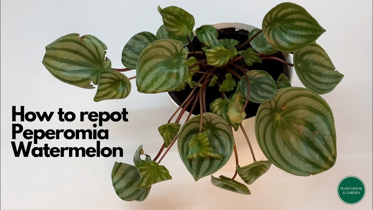 How to Repot Peperomia Watermelon in 2 minutes - YouTube
