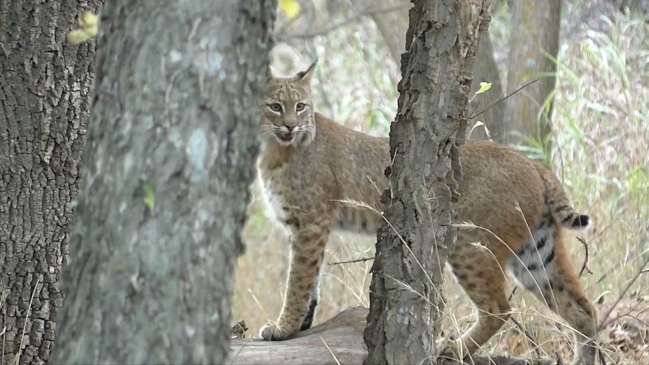 Summer Bobcat - YouTube