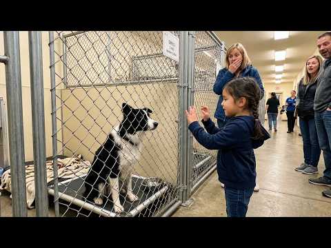 Every Dog Ignored the Deaf Girl's Signs... Until She Reached Kennel 11 💔🐕