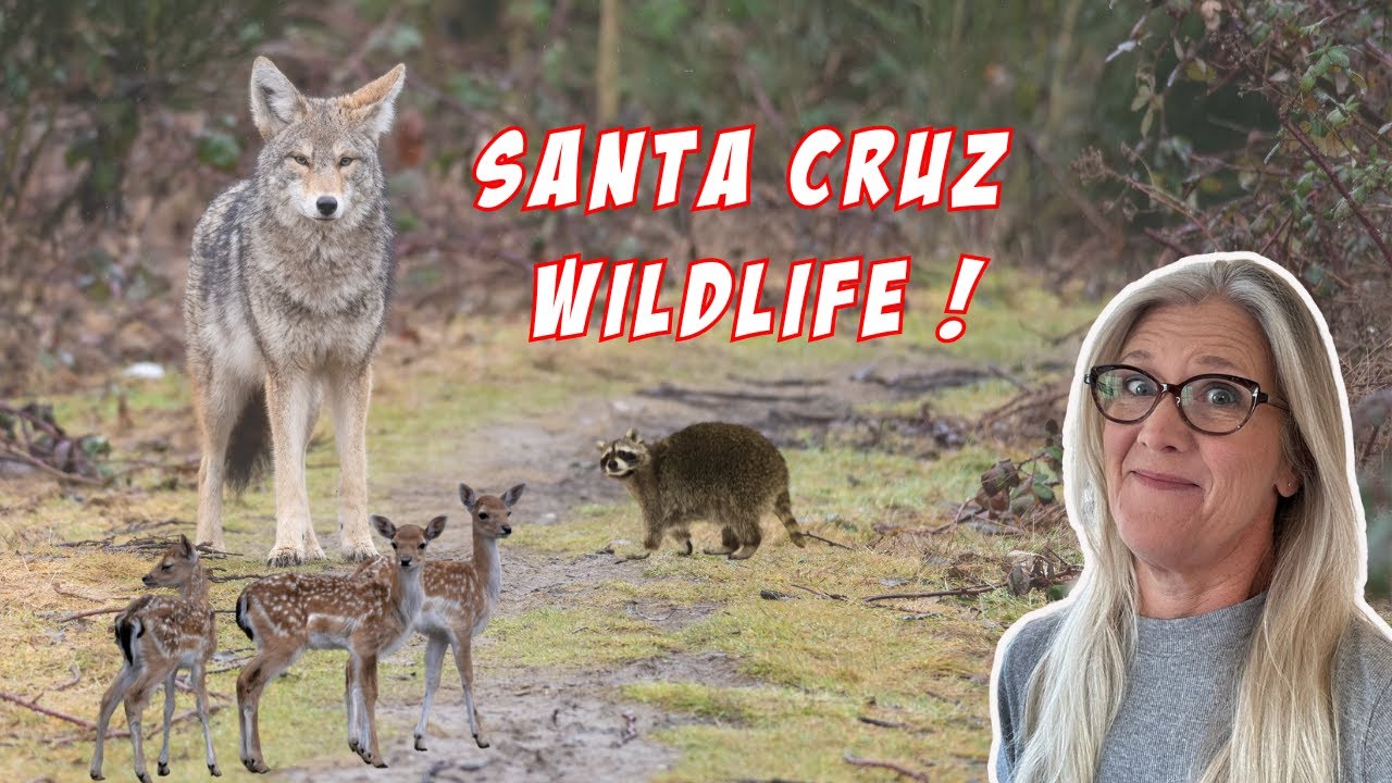 Animals Of Santa Cruz: Wildlife Galore! | Michele Replogle - YouTube