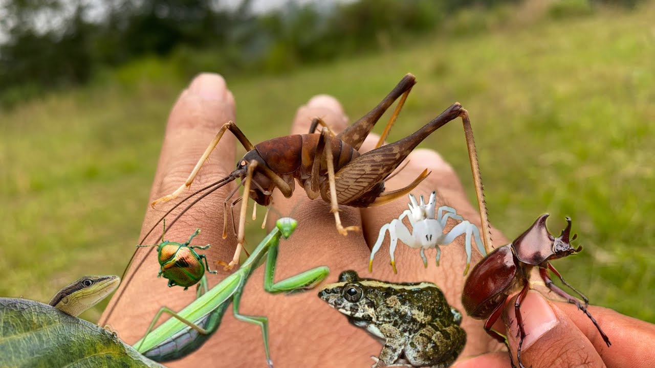 the most beautiful crickets ever!!rhinoceros beetles, frogs - YouTube