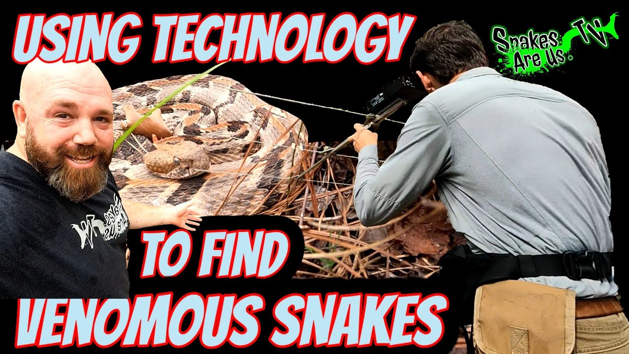 Using Tech to find Venomous Snakes - YouTube