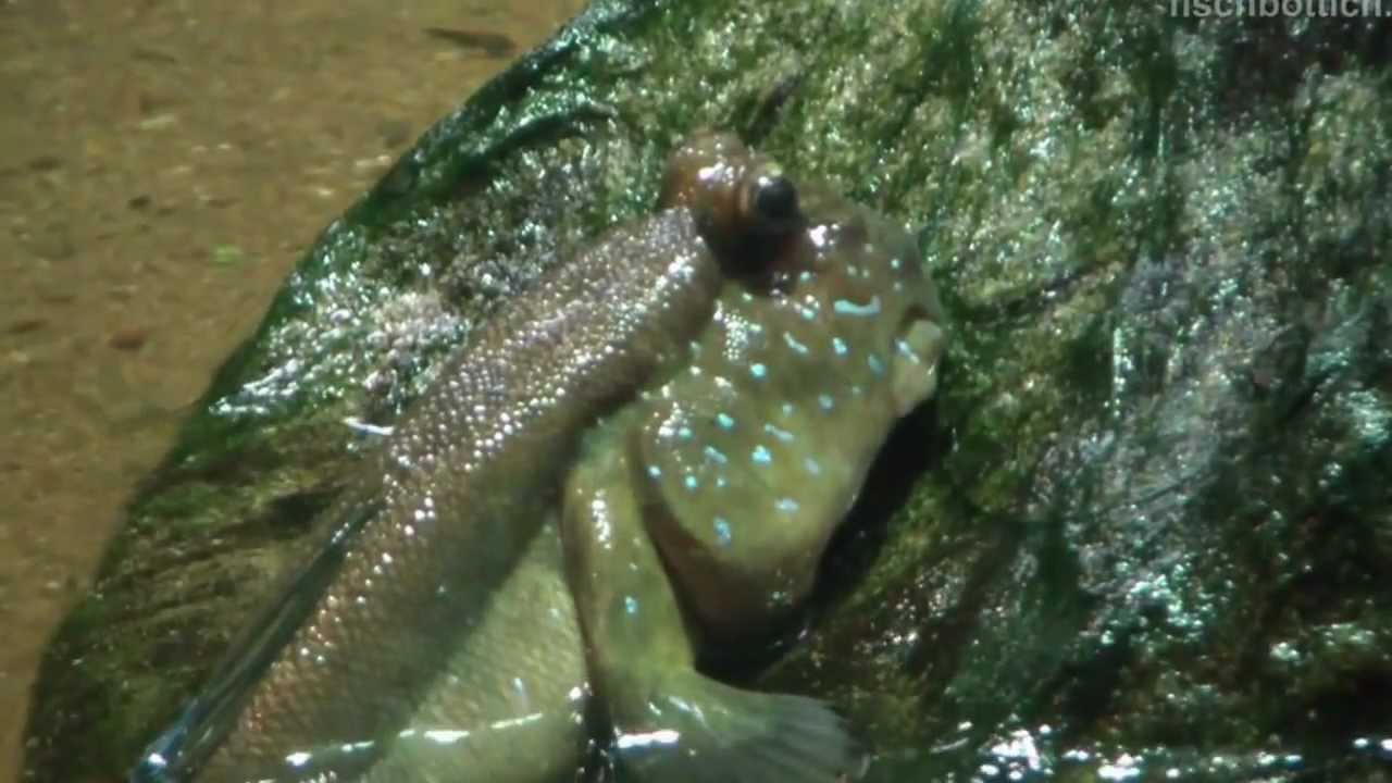 Mudskipper Aquarium [HD] - YouTube