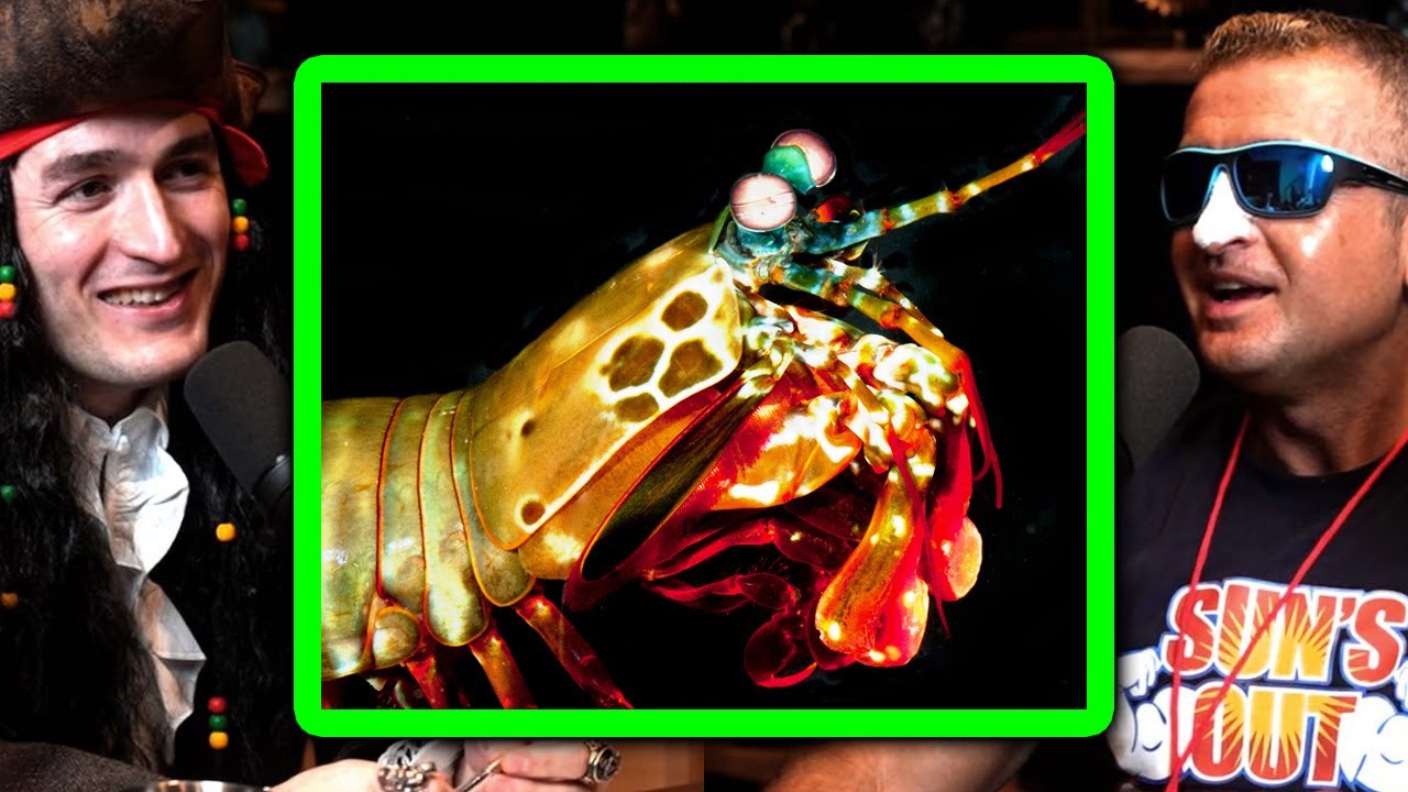 Mantis shrimp are beautiful and terrifying | Michael Malice and Lex ...
