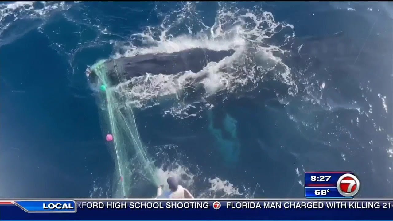Local fisherman and crew free whale trapped in a net off the coast of ...