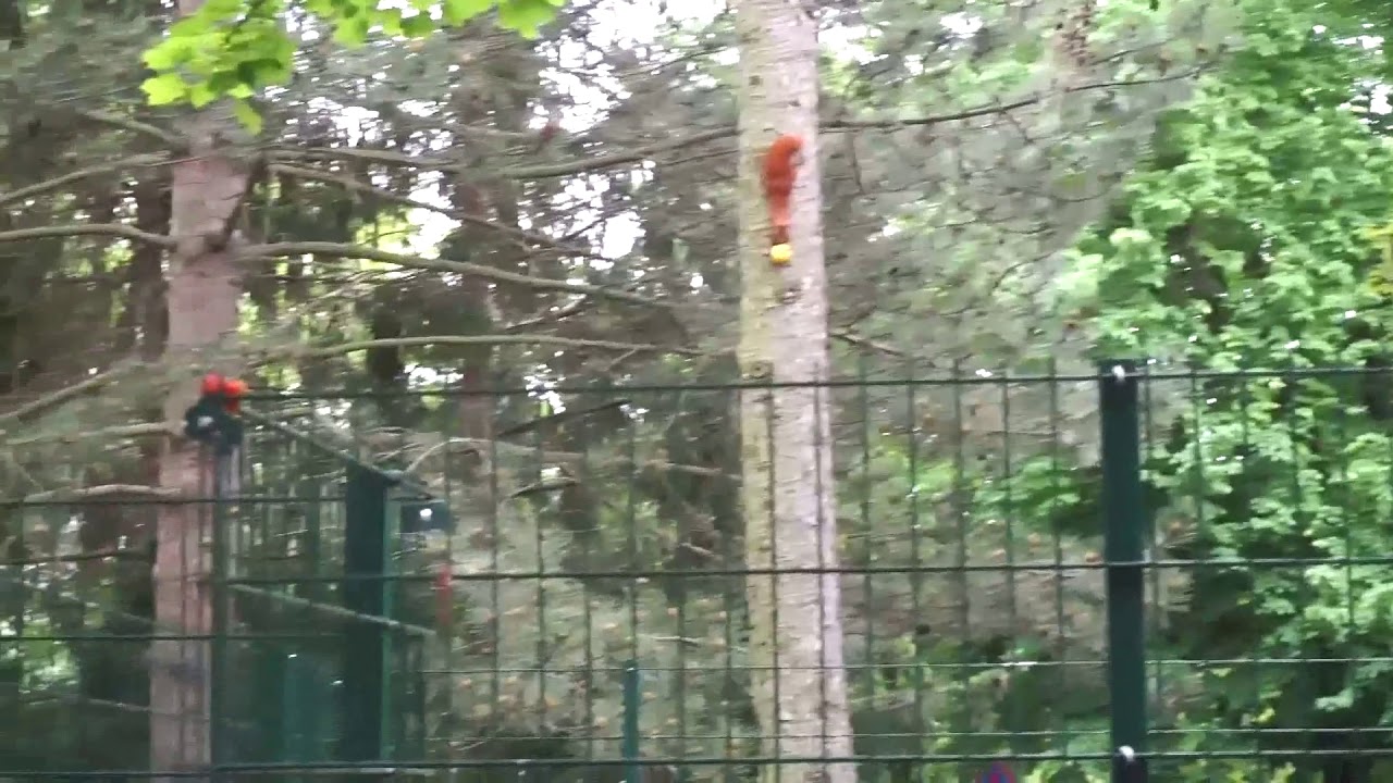 Look at this bloody squirrel thief!!! - YouTube