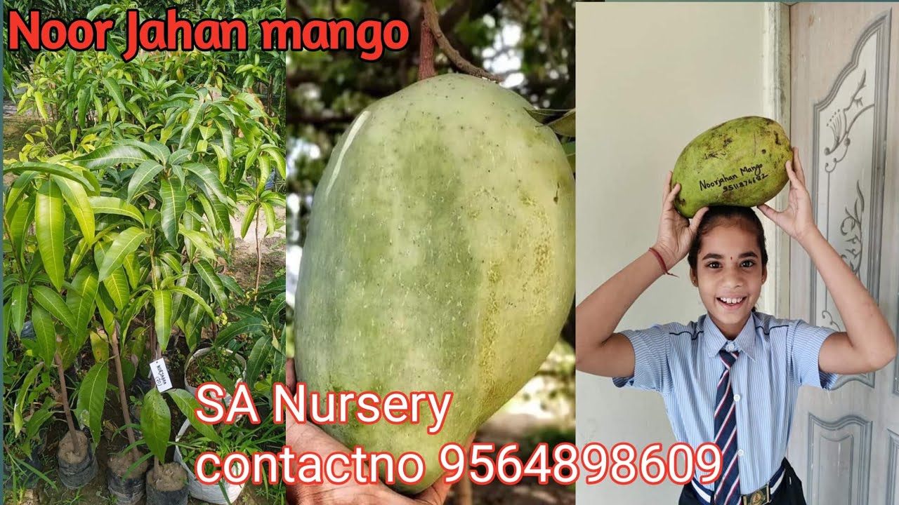 Noor Jahan mango Usha America mangoAttu Bittu mango - YouTube