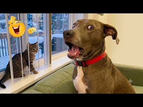 You Laugh You Lose 😅 Best Funny Cats And Dogs Videos 😹🐶