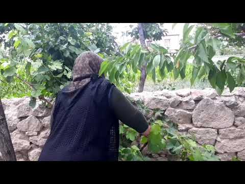 BUGÜN GÜNLERDEN YAPRAK SARMASI 💯İYİ SEYİRLER🌼