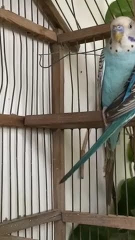 SKY BLUE PARROT AND YELLOW PARROTS . THEY ARE LOVING EACH OTHER.LOVE ...