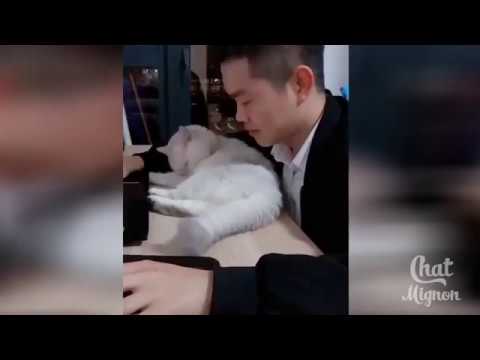 Funny intelligent cat 😄 - YouTube