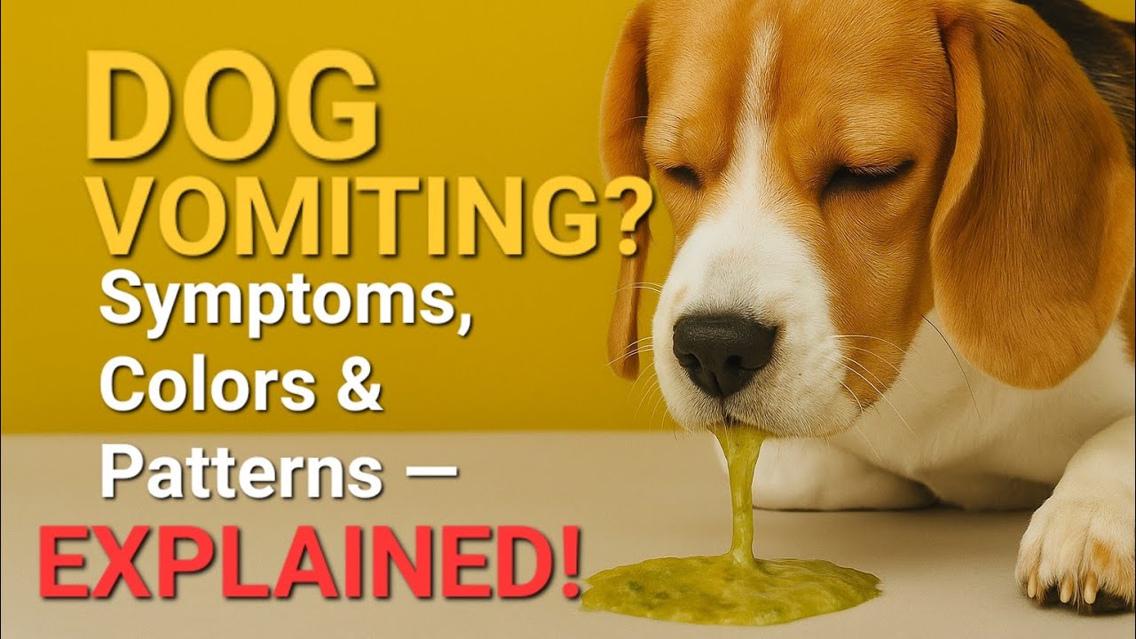 Dog Vomiting Symptoms — When to Worry and What to Do - What Each Color ...