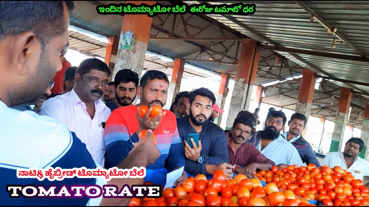 Tomato Price Today | live_auction_tomato_price| ಟೊಮೆಟೊ ಬೆಲೆ |Hybrid ...