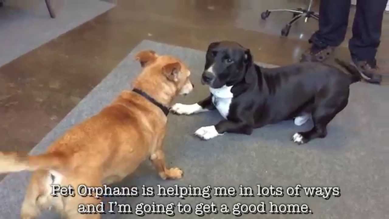 Trusty - Part Basset, Part Labrador, All AmBassAdor! Pet Orphans ...