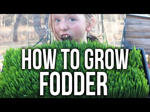 How to Grow Chicken Fodder