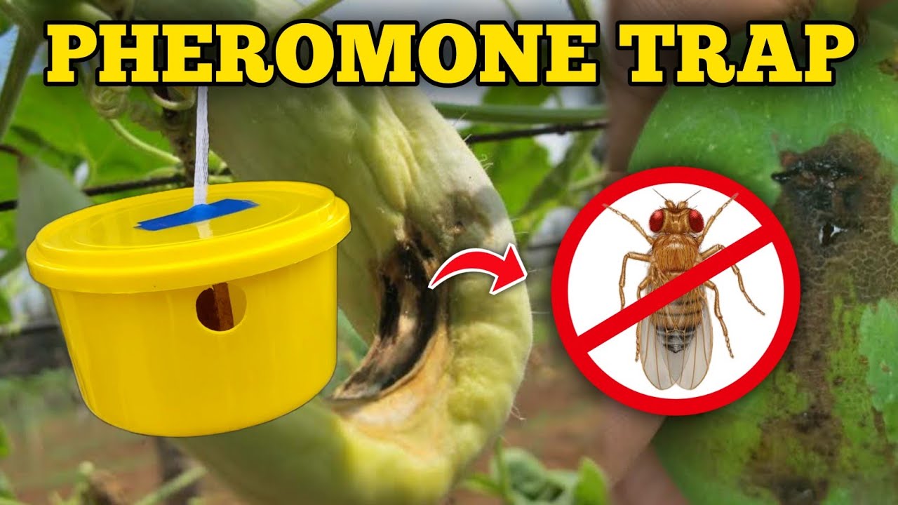 How To Control Fruit Fly In Home And Garden (IN HINDI) Pheromone Trap ...