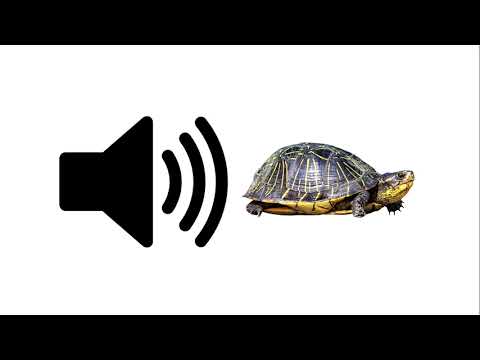 Turtle - Sound Effect