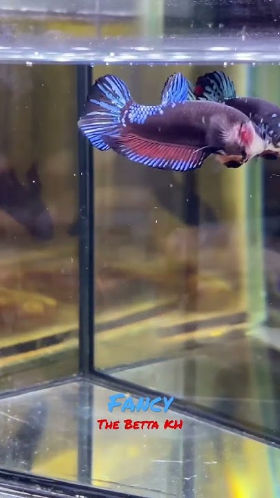 Fancy (The Betta KH) - YouTube