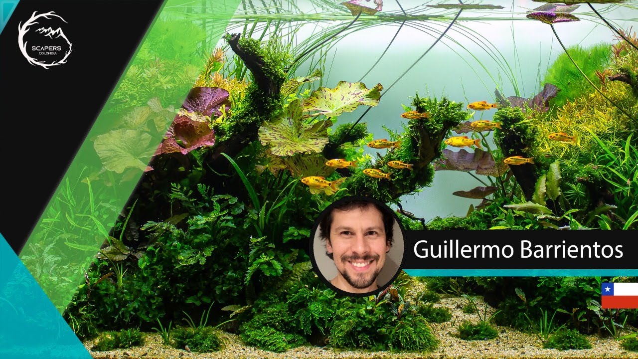 Entrevistando Scapers #2: Guillermo Barrientos - Chile - YouTube