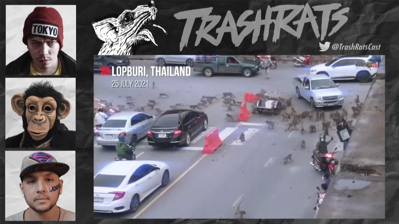 Gangs of violent monkeys riot in the streets - YouTube