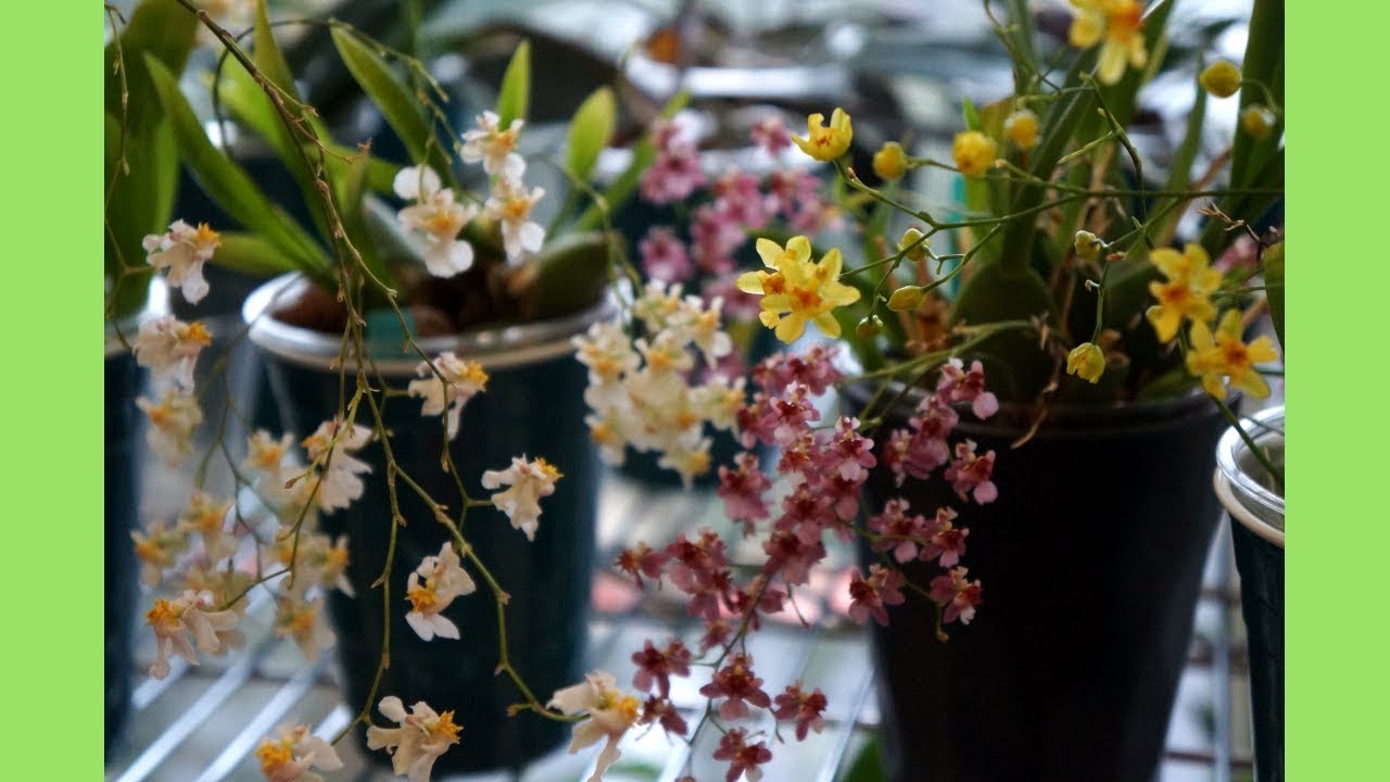 Orchid - 4 Types of Oncidium Twinkle Varieties Blooming | 2019 - YouTube