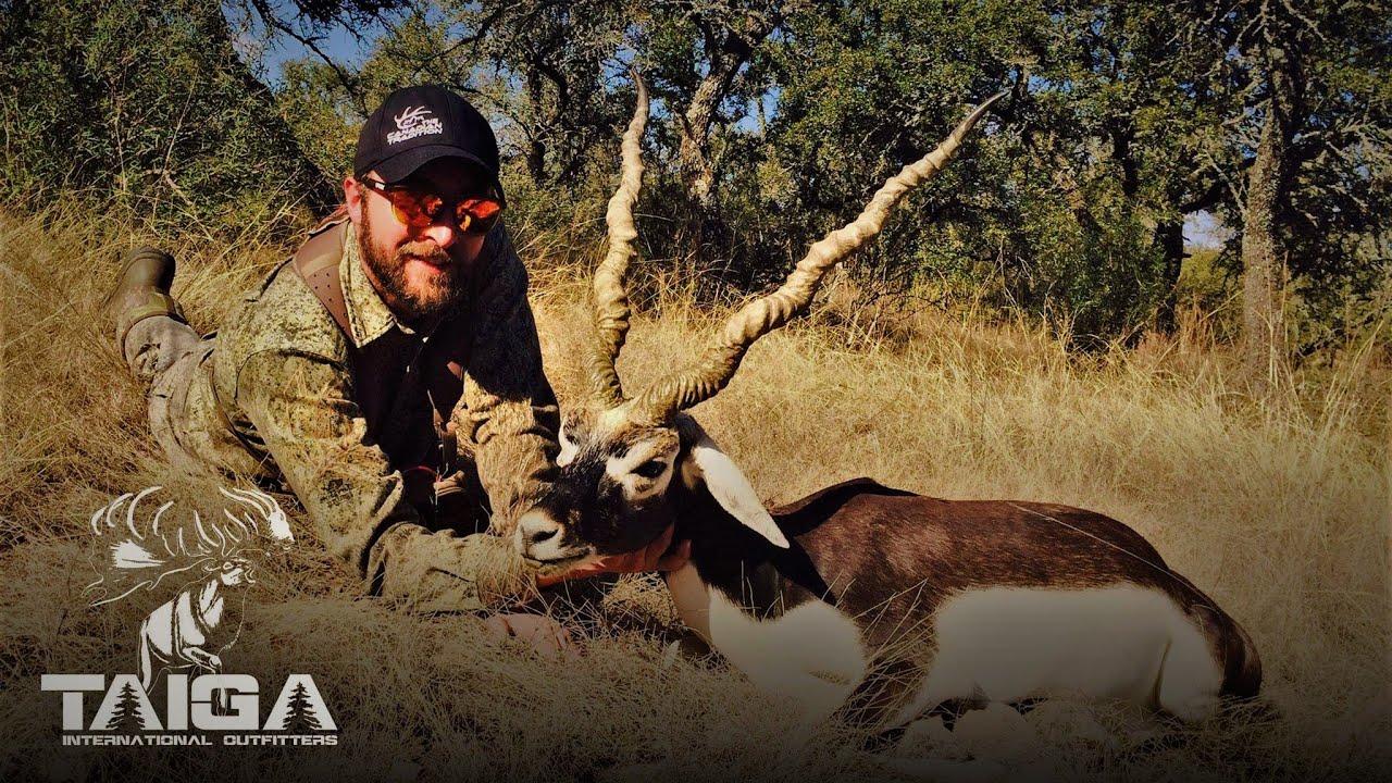 BIG Free-Range Texas Blackbuck Double! - YouTube