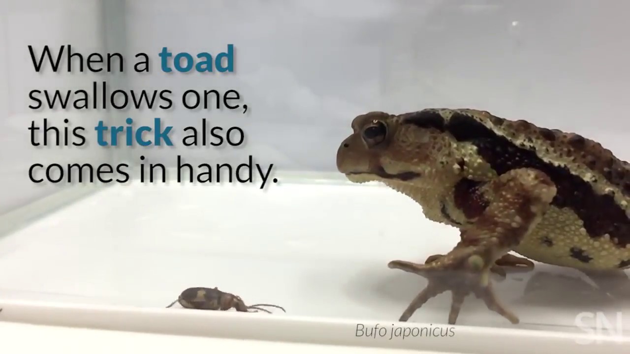 How bombardier beetles escape toad stomachs Science News(New Research ...