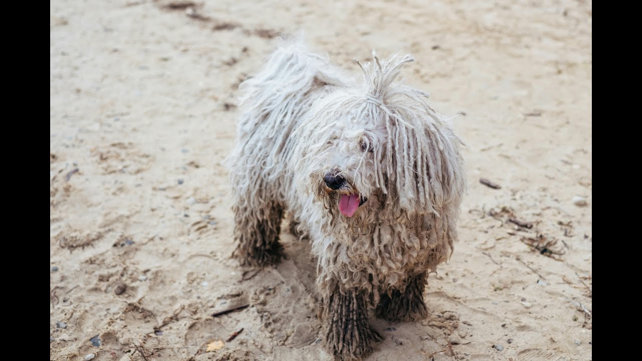 Lo que debes saber sobre el perro de las rastas blancas, el komondor ...