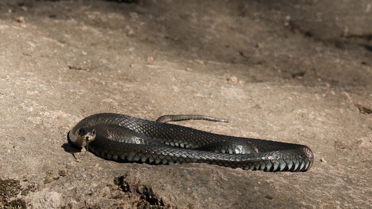 Slow motion of a large black snake writhing on a rock looking into the ...